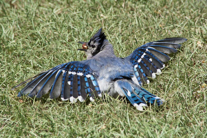 Blue Jay Feeding Grass Stock Photos - Free & Royalty-Free Stock Photos ...