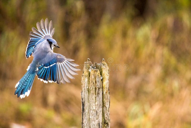 Blue jay in flight stock image. Image of finch, flower - 266711005