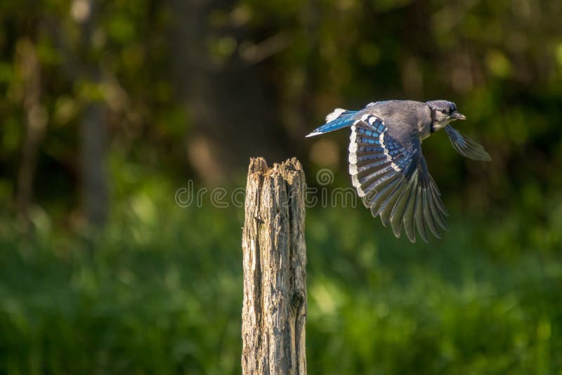 Blue Jay in Flight Off a Post Stock Photo - Image of post, flight ...