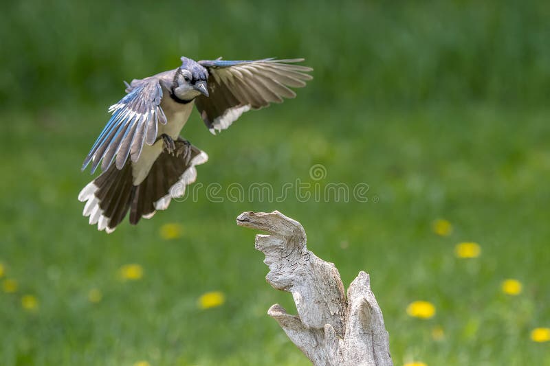 Blue Jay in Flight on a Cool Morning Stock Photo - Image of blue ...