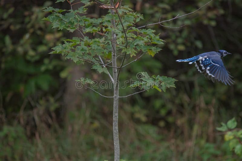 Blue Jay in Flight Off of Maple Stock Image - Image of flight, blue ...