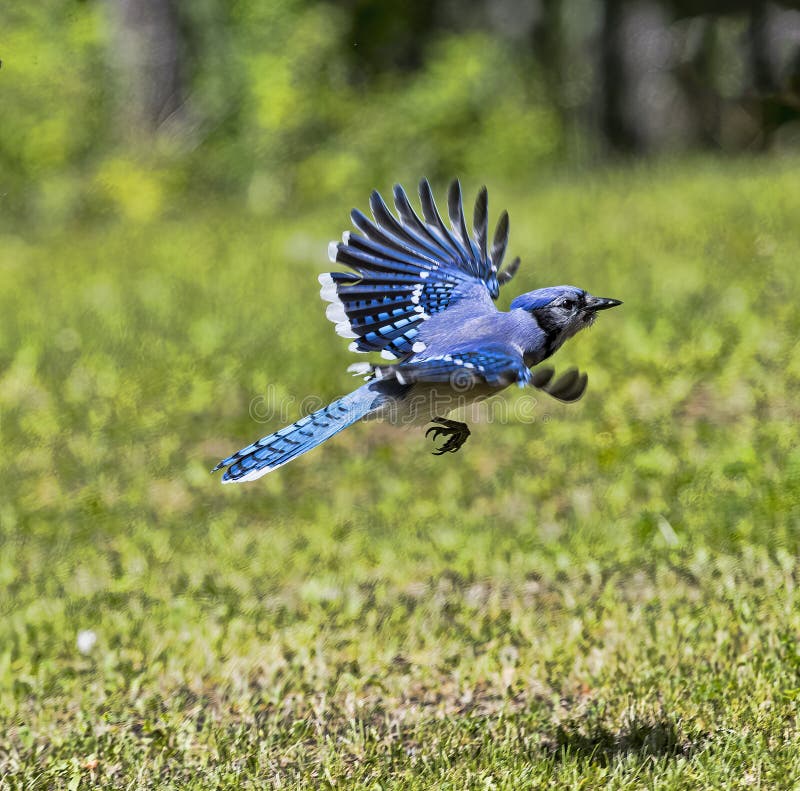Blue Jay in Flight stock photo. Image of taking, alberta - 237184762