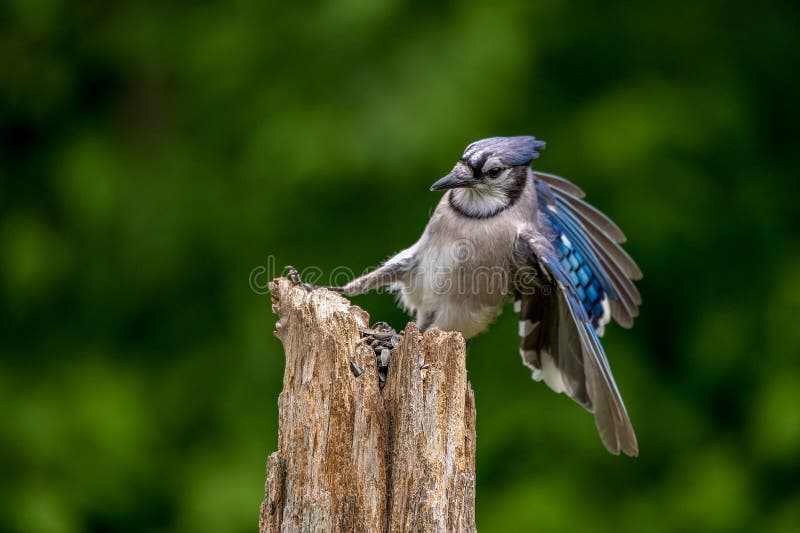 Blue Jay after Flight with Wings Spread Stock Photo - Image of spread ...