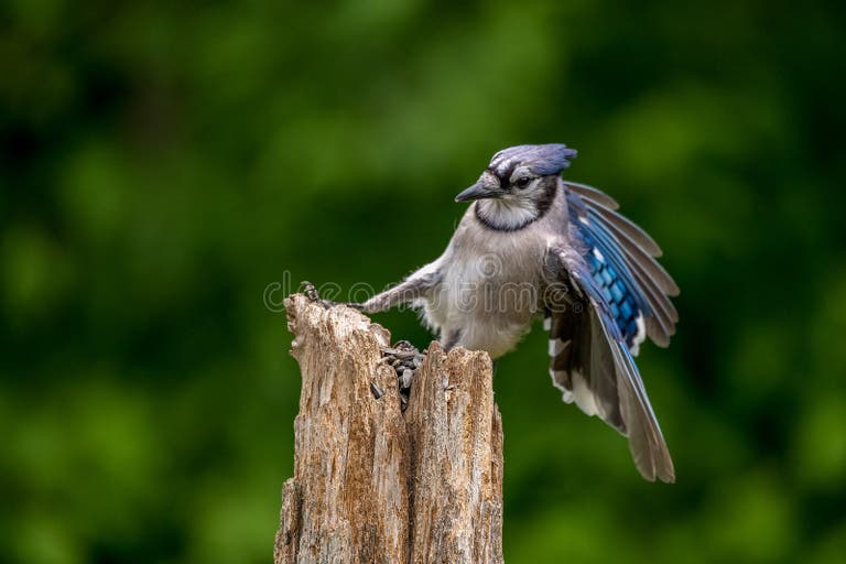 Blue Jay after Flight with Wings Spread Stock Photo - Image of spread ...