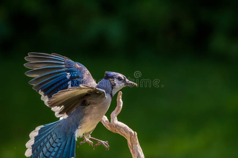 Blue Jay Flying Off a Branch Stock Image - Image of yellow, finch ...