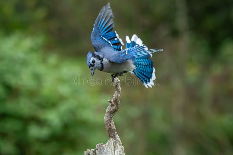 Blue Jay Flying Off a Branch Stock Photo - Image of branch, blue: 337761710