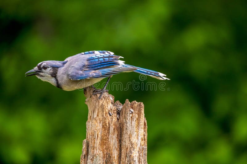 Blue Jay flying off a post stock photo. Image of post - 283312226