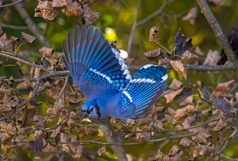 Blue Jay flying off a tree stock image. Image of blue - 337761943