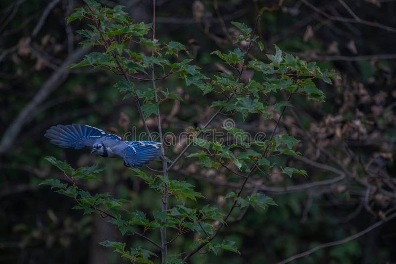 Blue Jay Flying with Wings Spread Stock Photo - Image of spread, flying ...