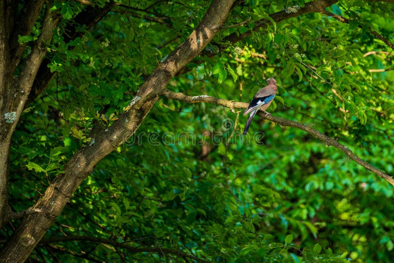 Blue Jay in the Forest on a Branch. Stock Photo - Image of macro ...