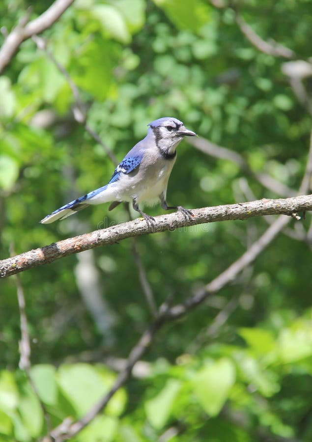 Blue jay stock photo. Image of richarson, dorvil, bleu - 93566984