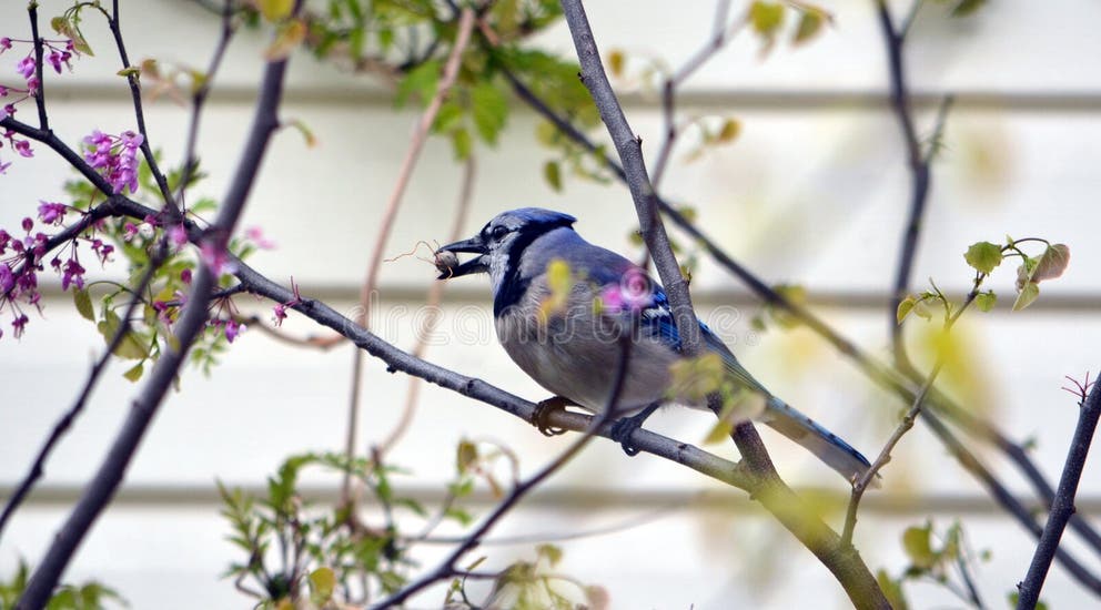 Blue Jay Holding a berry stock image. Image of flowers - 73933537