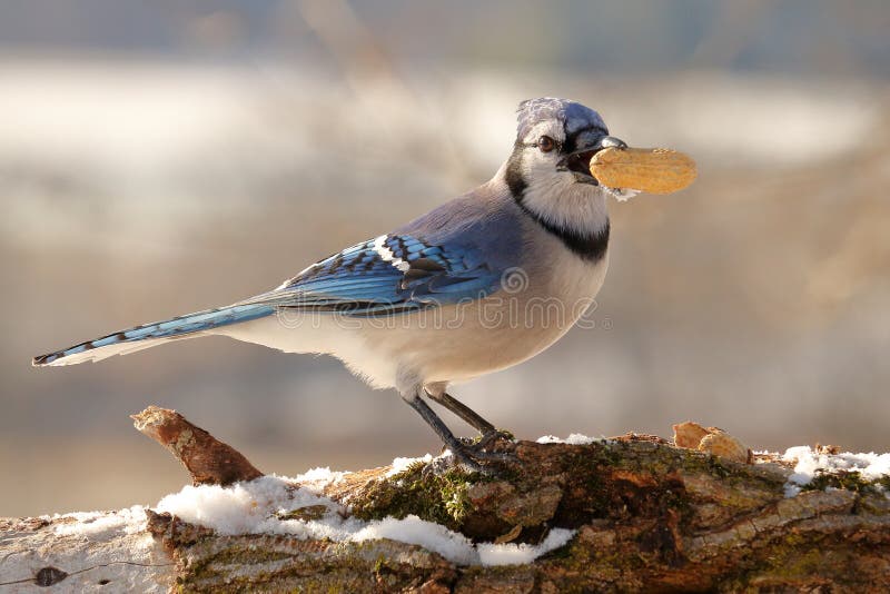 Blue Jay with a Peanut stock image. Image of snow, wildlife - 113300479