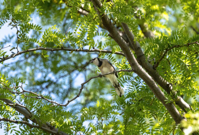 Blue Jay in Honey Locust Tree Stock Photo - Image of produce, feathers ...