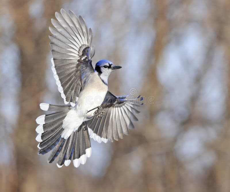 Blue Jay Hovering in Mid-air, Canada Stock Image - Image of songbird ...