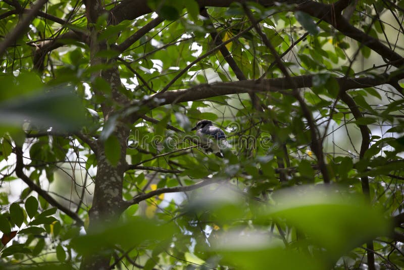 Blue Jay Hunting stock photo. Image of branch, birding - 213927138