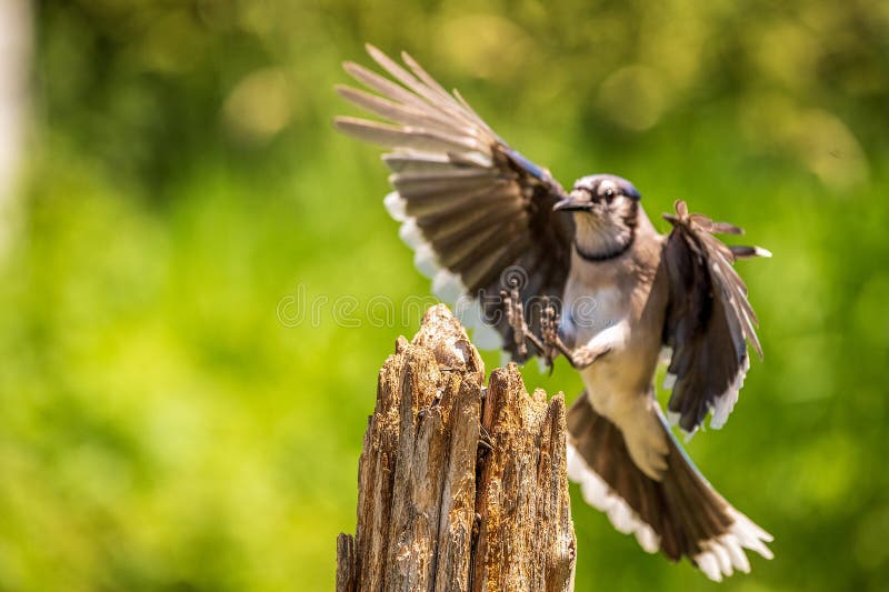 Blue Jay Landing on a Fence Post Stock Image - Image of blue, fence ...