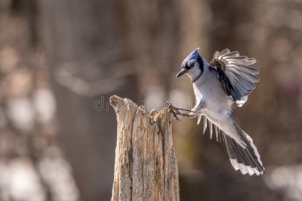 Blue Jay Landing Lightly on a Post Stock Photo - Image of lightly, post ...