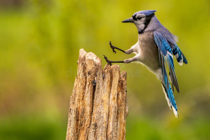 Blue Jay with Legs Outstretched on a Pole Stock Photo - Image of pole ...