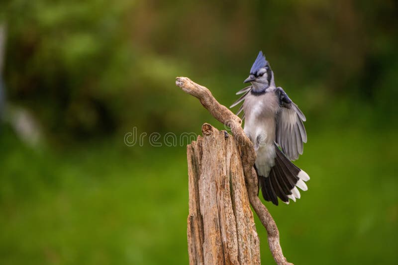 Blue Jay Lighting on a Perch in Autumn Stock Photo - Image of autumn ...