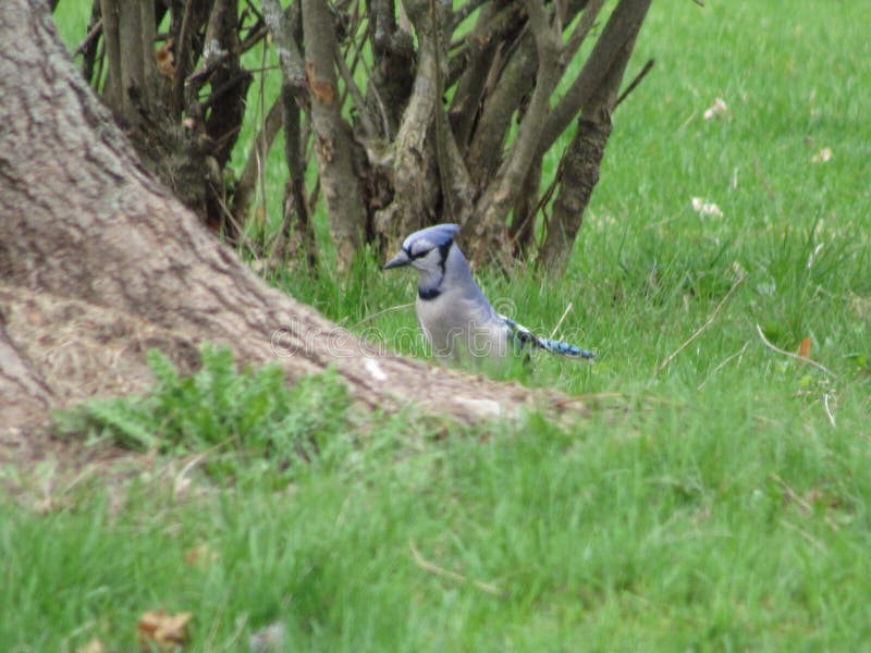 Blue Jay stock photo. Image of looking, hopping, blue - 93068936