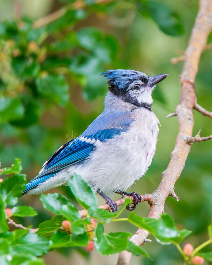 746 Male Blue Jay Stock Photos - Free & Royalty-Free Stock Photos from ...