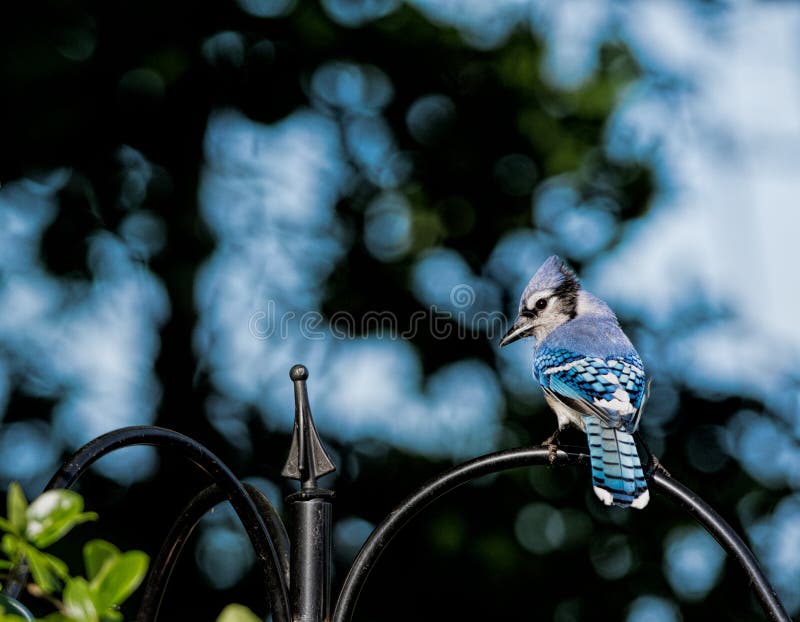 Blue Jay stock photo. Image of beak, male, garden, stripes - 31439430