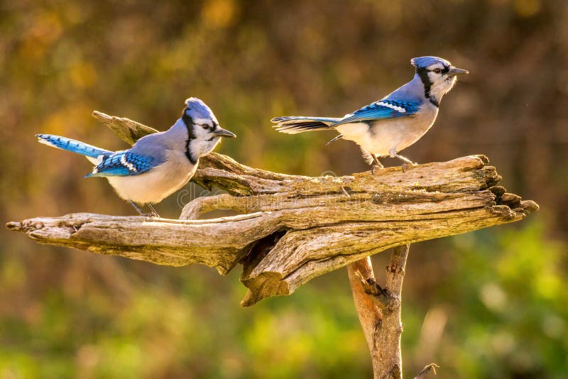 Blue Jay mates on a branch stock image. Image of blackbird - 266530493