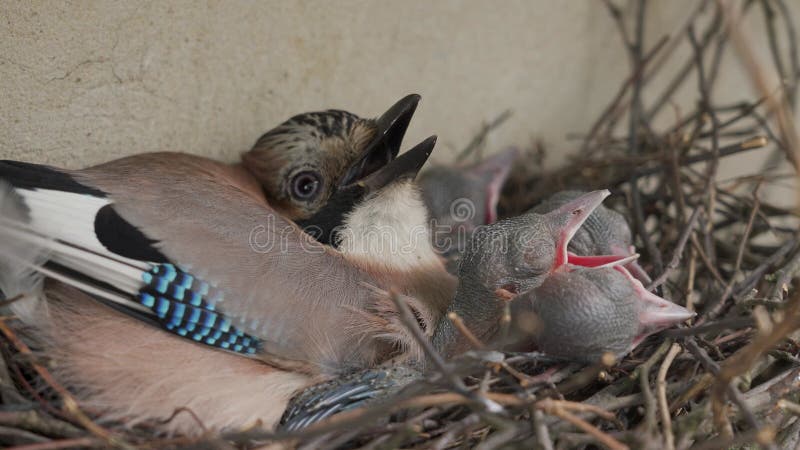 Blue Jay Mother with Chiks in a Nest Stock Footage - Video of edge ...