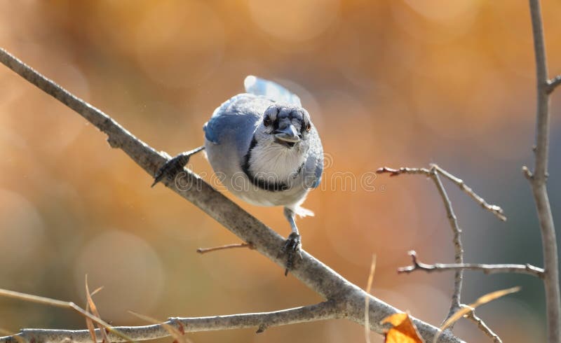 Blue jay in nature stock image. Image of nature, indoor - 80636011