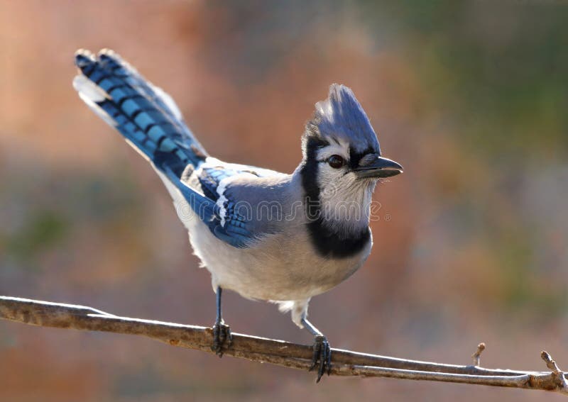 Blue jay during fall stock photo. Image of nature, bird - 80607548