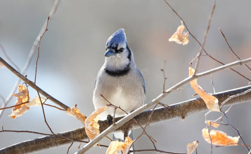 Blue jay in nature stock image. Image of branch, nature - 88271843