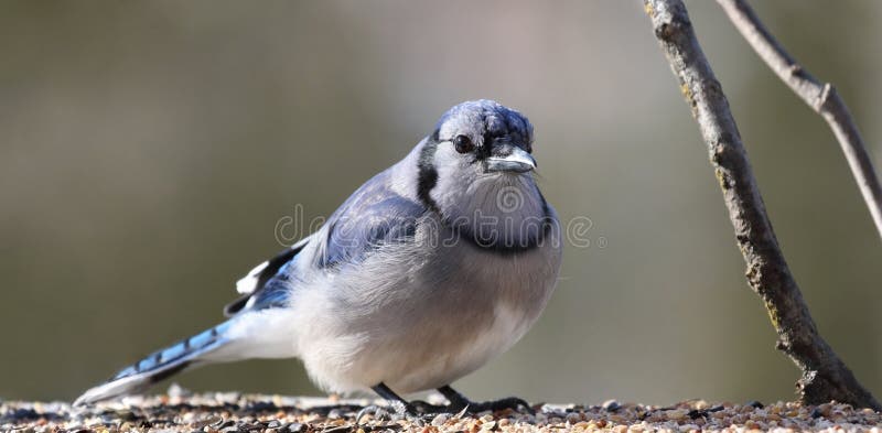 Blue jay in nature stock image. Image of spring, wildlife - 69176379
