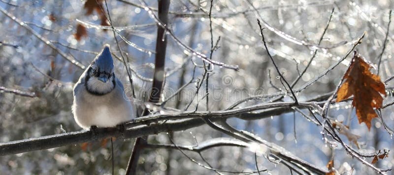 Blue Jay in Nature during Winter Stock Image - Image of bird, winter ...