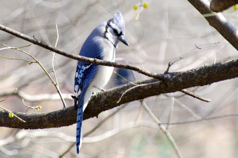 Blue Jay stock photo. Image of songbird, passerine, corvid - 67984342
