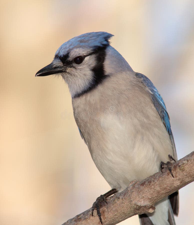 Blue Jay - Ontario, Canada stock photo. Image of vertical - 19405236