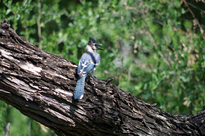 Blue jay with open beak stock image. Image of gardens - 190375507