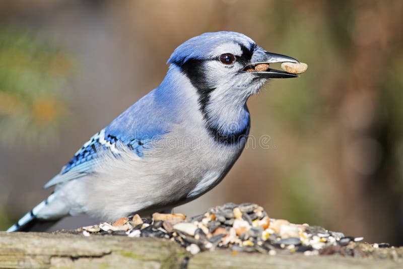 Blue Jay with a Peanut in Mouth Next To Marigolds Stock Photo - Image ...