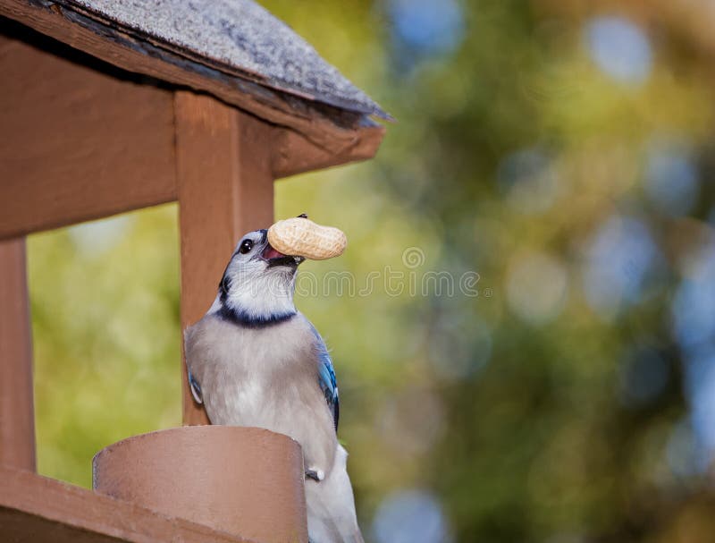Blue Jay with Peanut stock image. Image of wildlife, bird - 48100047
