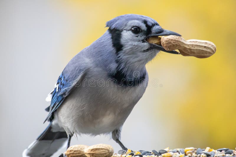 Blue Jay with Peanut in Its Bill Stock Image - Image of finch, wildlife ...