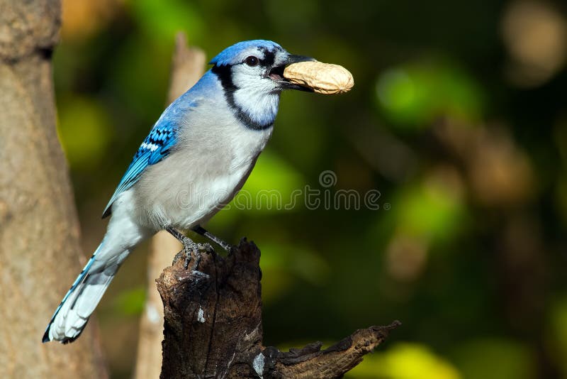 Blue Jay stock photo. Image of branch, mouth, avian, cyanocitta - 46304550