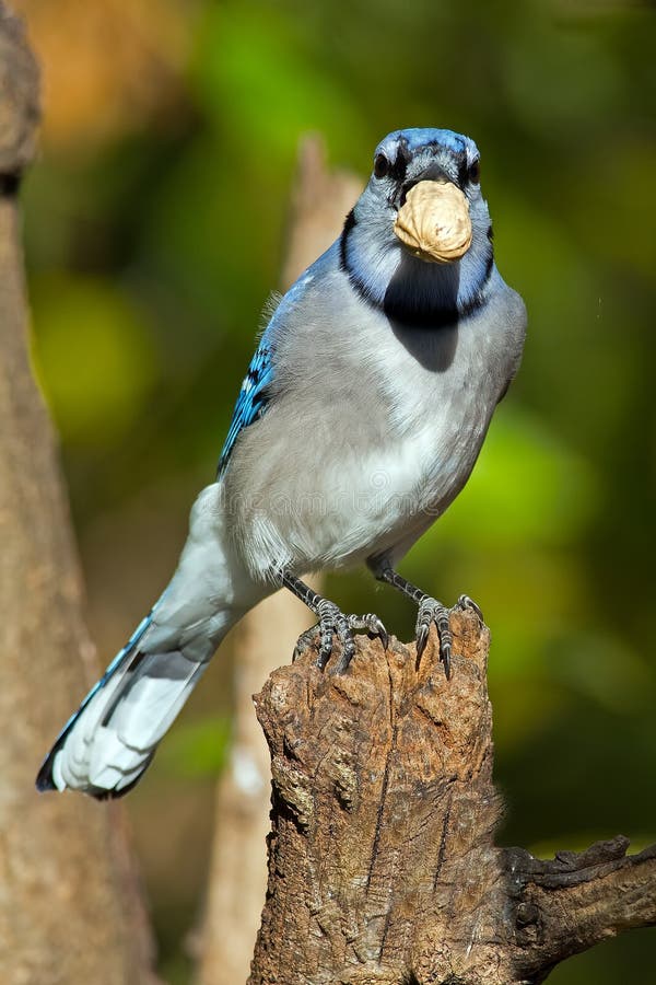 Blue Jay stock photo. Image of perched, peanut, color - 47422512