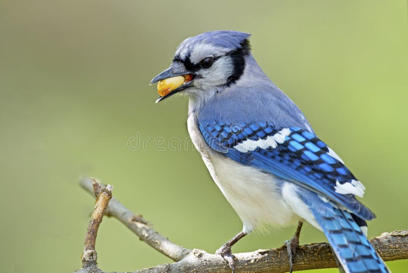 Blue Jay with Peanut stock image. Image of mouth, bird - 56895007