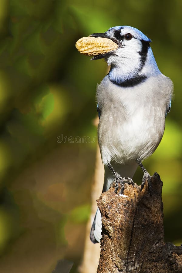 Blue Jay stock photo. Image of feathers, wildlife, bluejay - 76704176