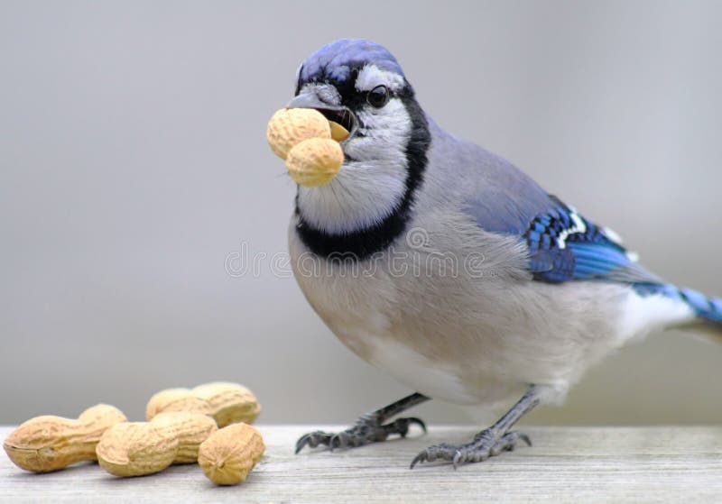 Blue Jay with Peanuts stock photo. Image of faces, stands - 28445634