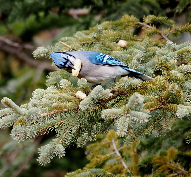 Blue Jay and Peanuts stock image. Image of ornithology - 68222403