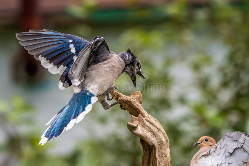 Blue Jay on Perch Angry at Dove Stock Image - Image of angry, dove ...