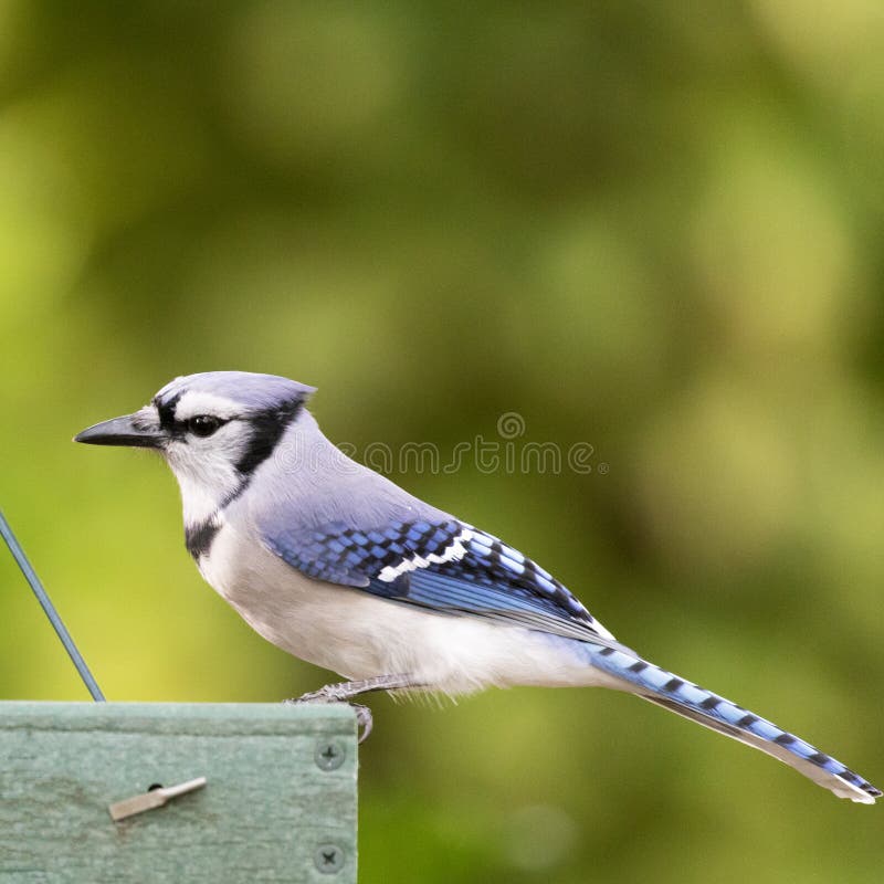 Blue Jay Perched on a Backyard Feeder Stock Image - Image of perches ...