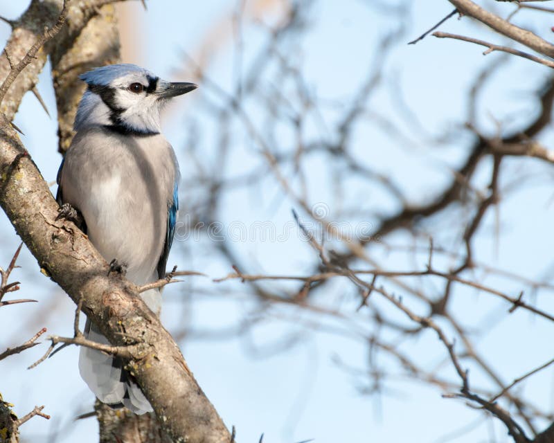Blue Jay Perched stock photo. Image of birdwatching - 106969556
