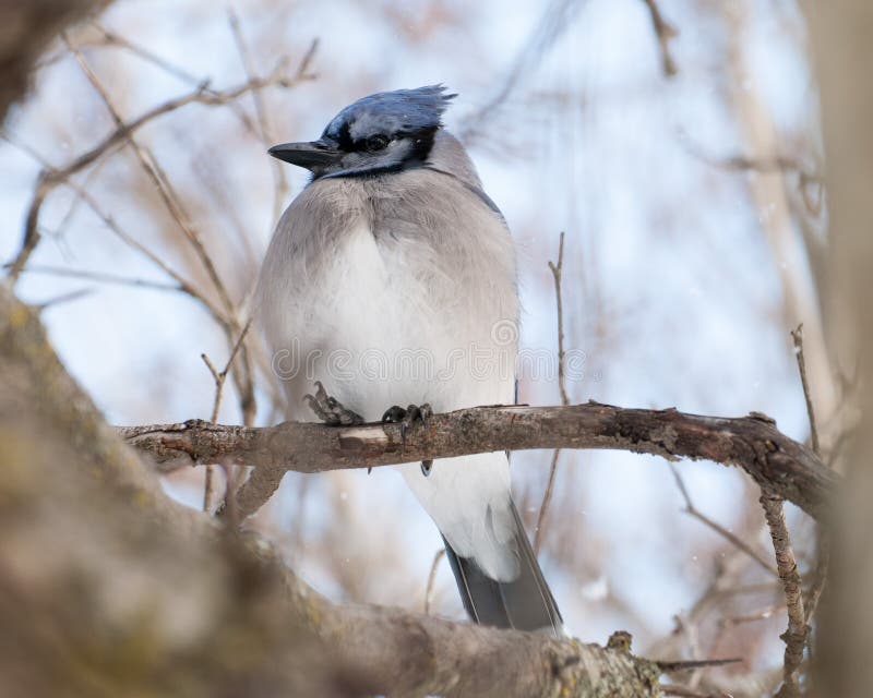 Blue Jay Perched stock image. Image of passerine, perched - 107119937